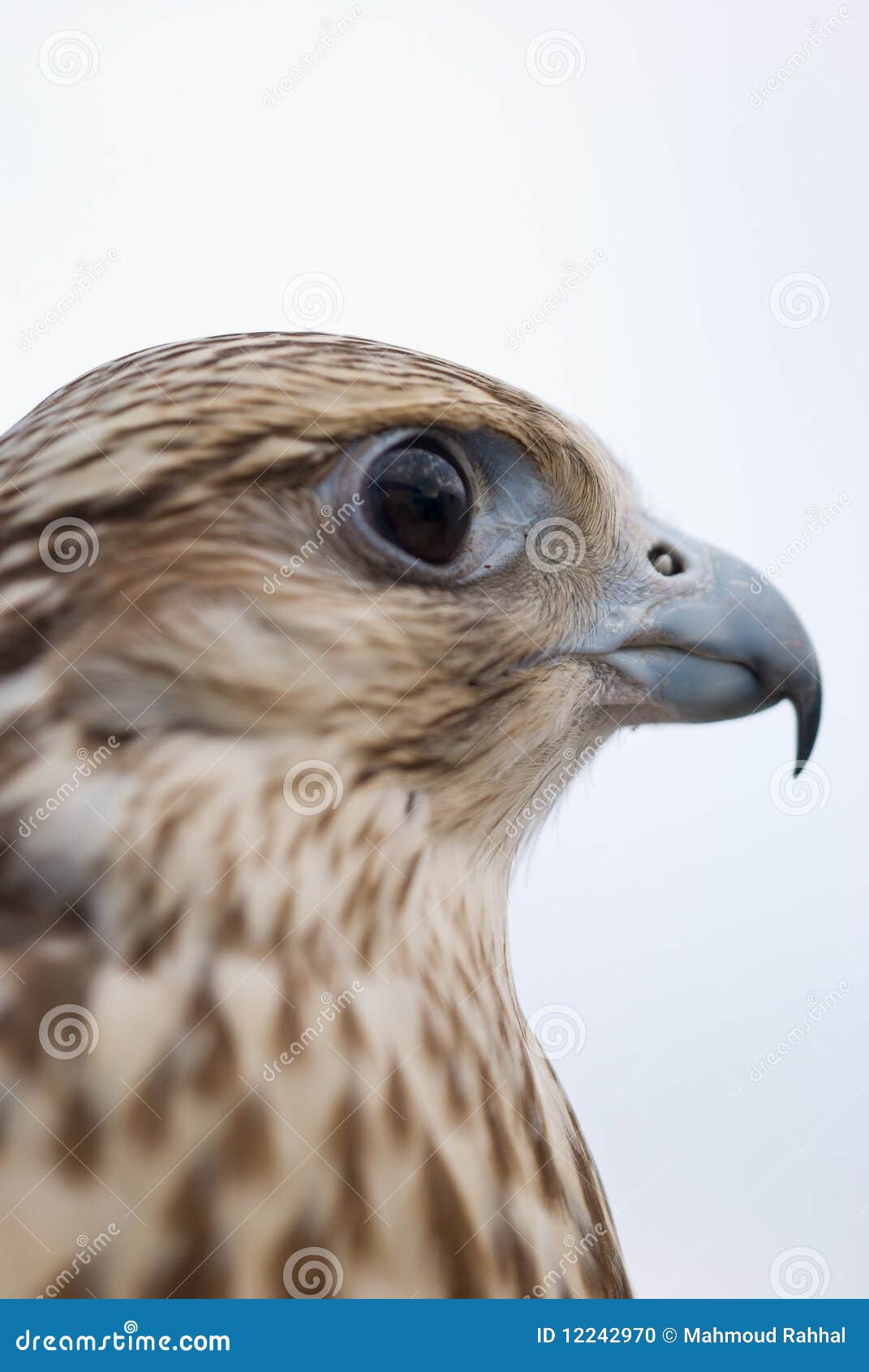 Wild Falcon Predator Hawk Fastest Raptor Bird Of Prey Stock Photography ...