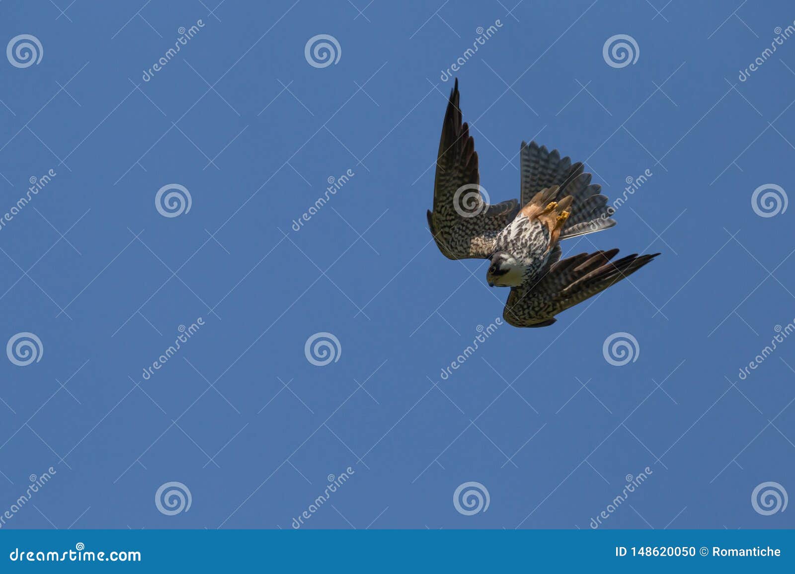 Wild Falcon Against Blue Sky Stock Photo - Image of falcon, hunting ...