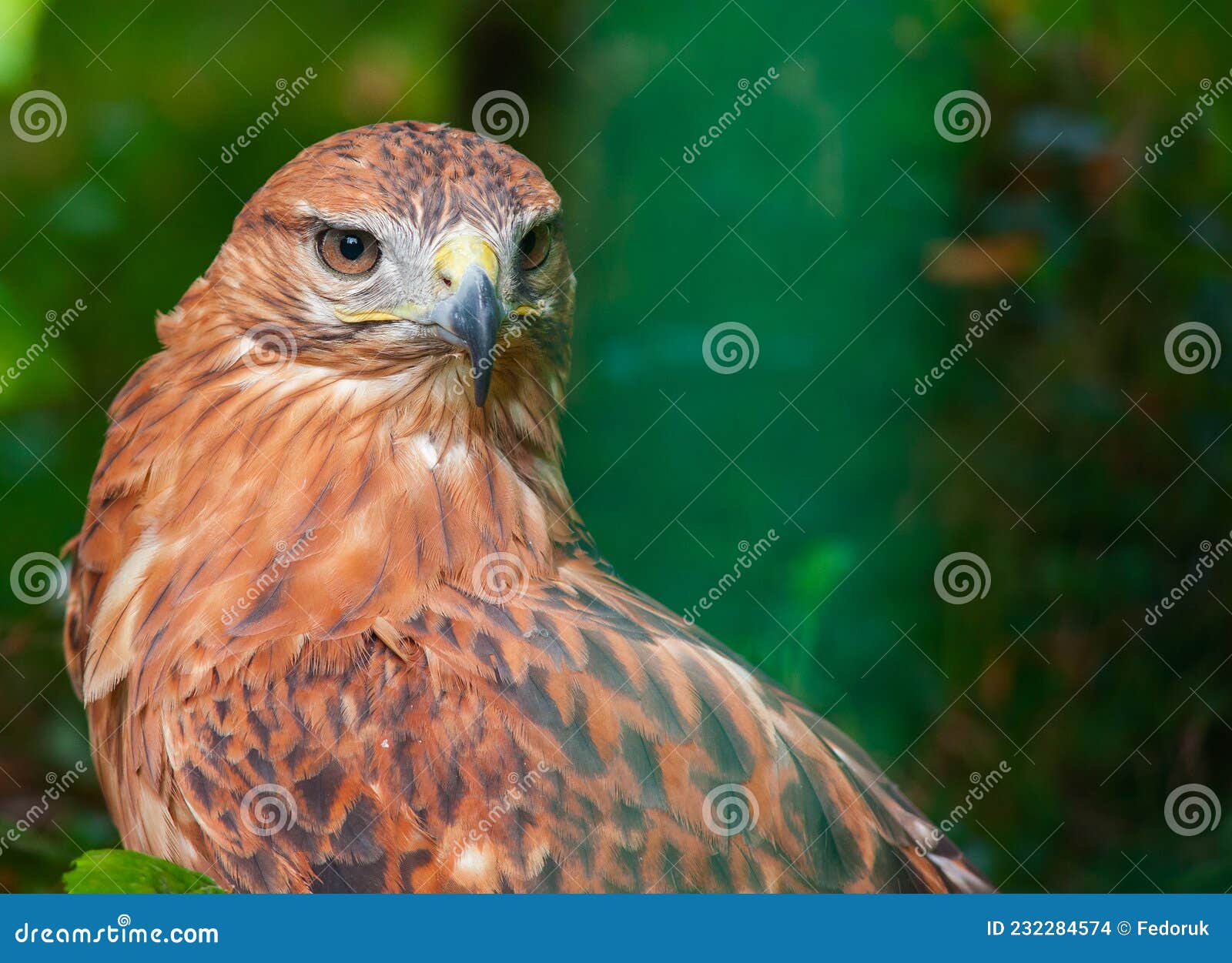 Wild Falcon Closeup in Nature, Portrait Stock Photo - Image of shot ...