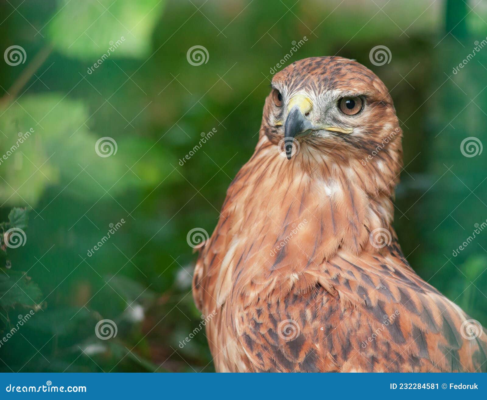 Wild Falcon Predator Hawk Fastest Raptor Bird Of Prey Stock Photography ...