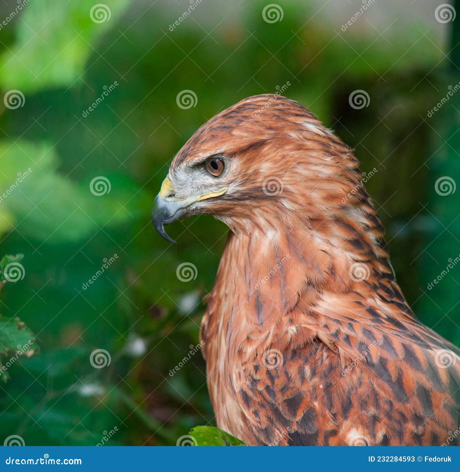 Wild Falcon Closeup in Nature, Portrait Stock Image - Image of animal ...