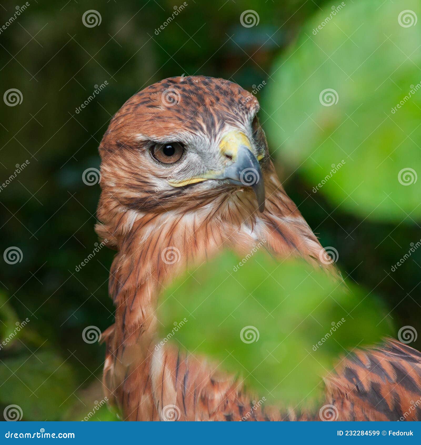 Wild Falcon Closeup in Nature, Portrait Stock Image - Image of hawk ...