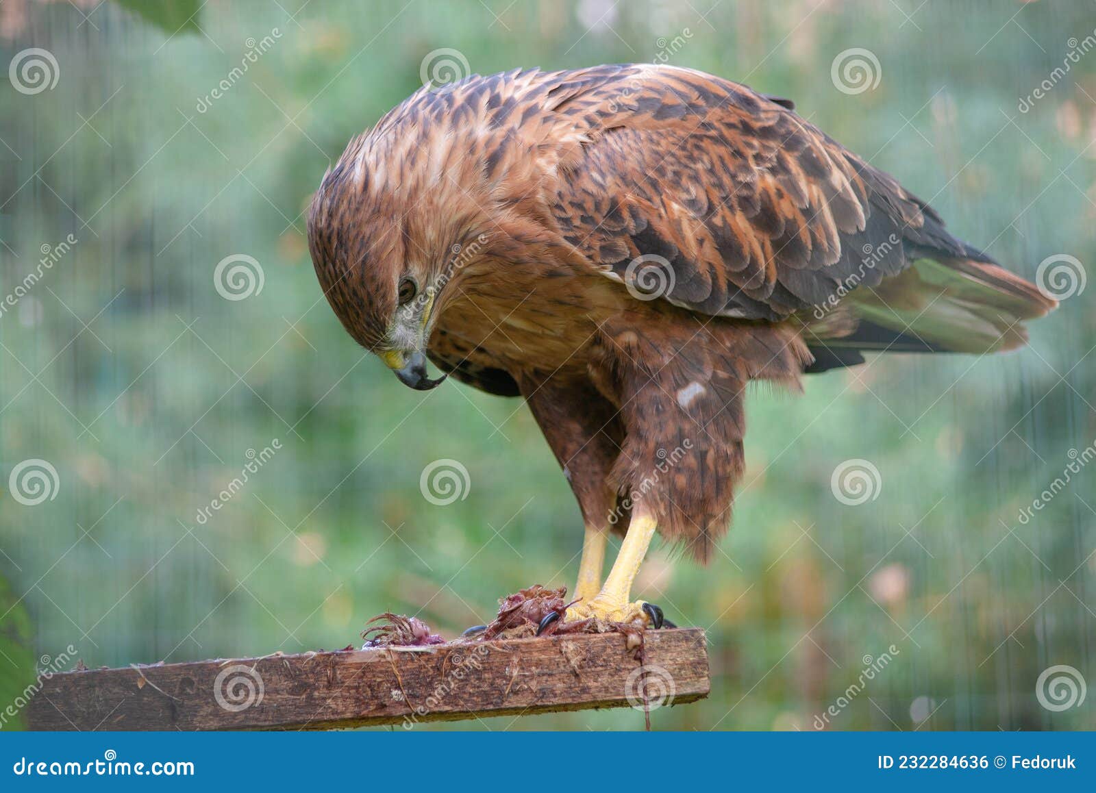 Wild Falcon Closeup in Nature, Portrait Stock Photo - Image of bird ...