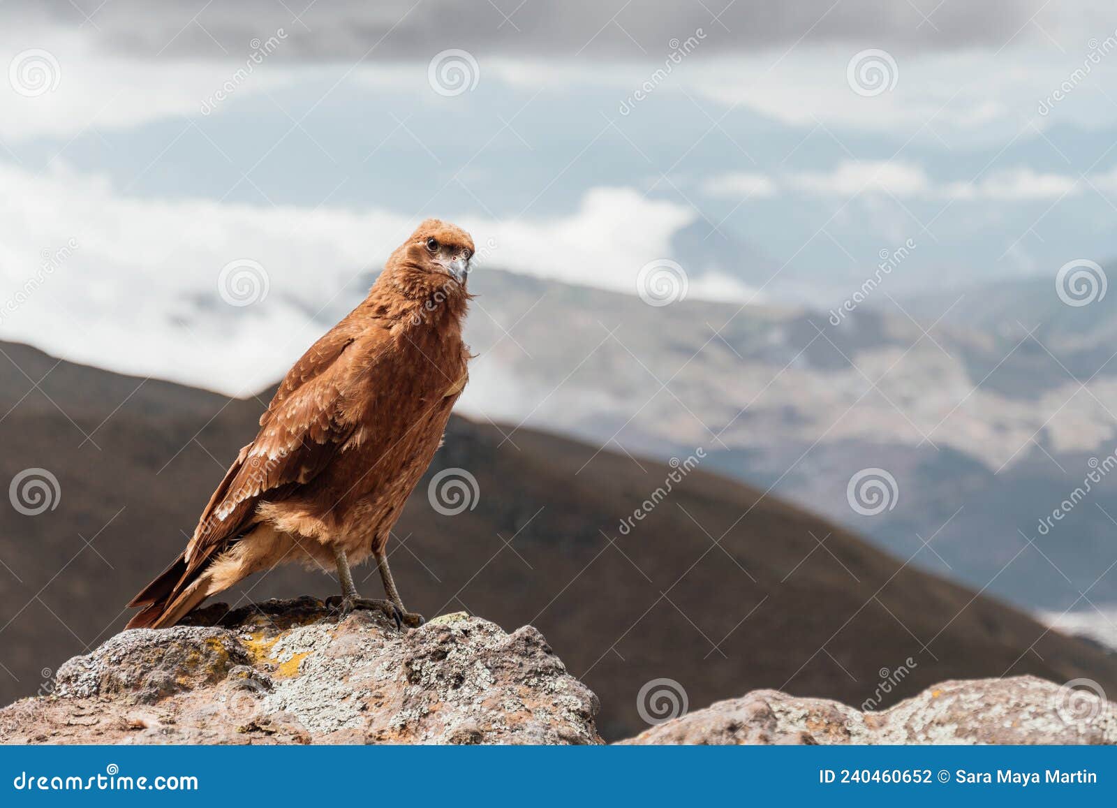 Wild falcon on rocks stock photo. Image of eagle, wildlife - 240460652