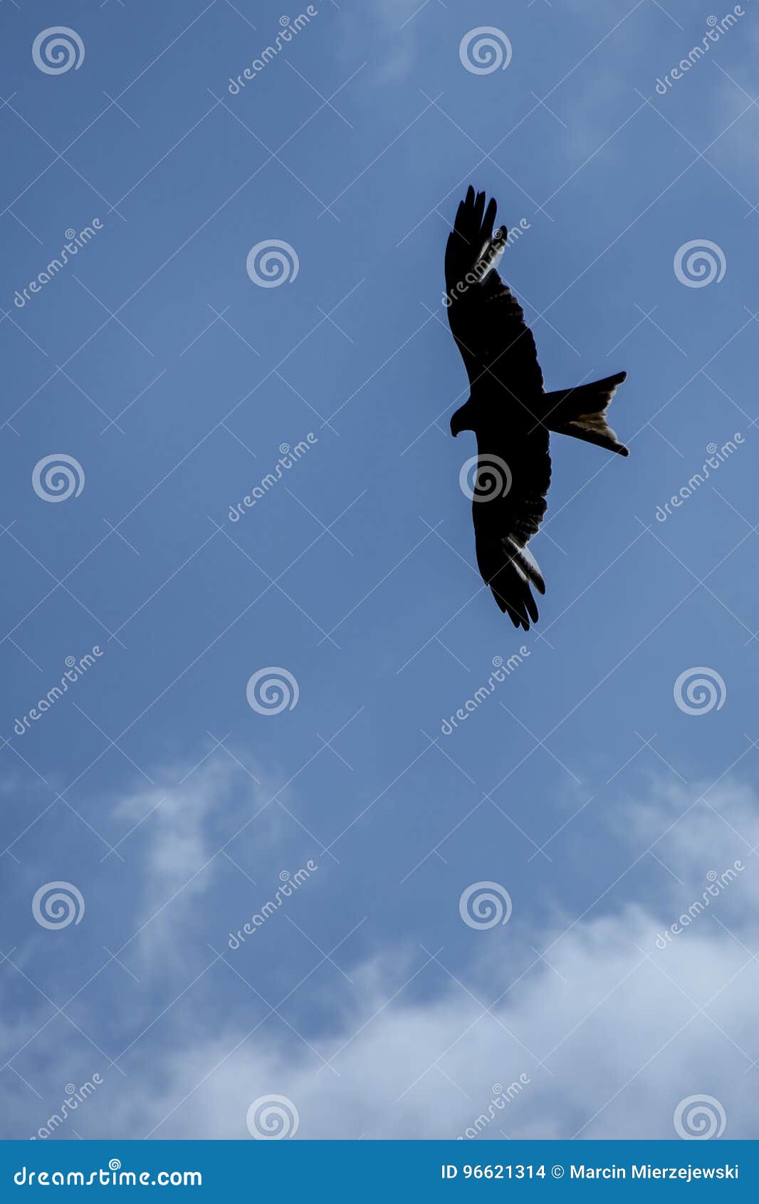 Wild falcon on the sky stock photo. Image of clouds, raptor - 96621314