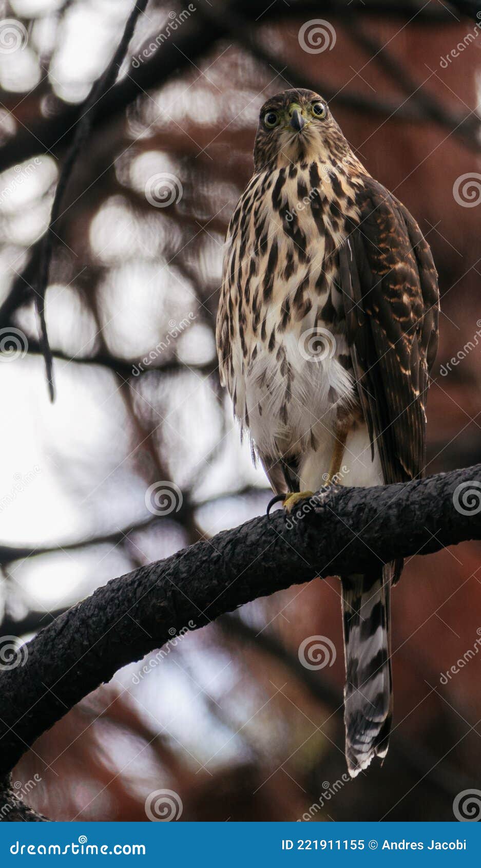 Wild Falcon Standing a Tree Branch and Looking at the Camera Stock ...