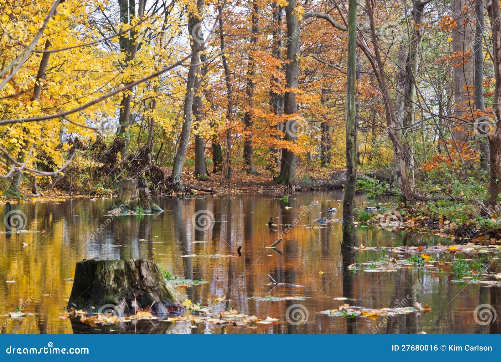 Wild fall stock photo. Image of nature, trees, legend - 27680016