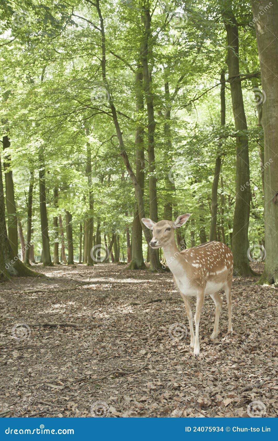 Wild Fallow Deer in Black Forest, Germany Stock Photo - Image of green ...