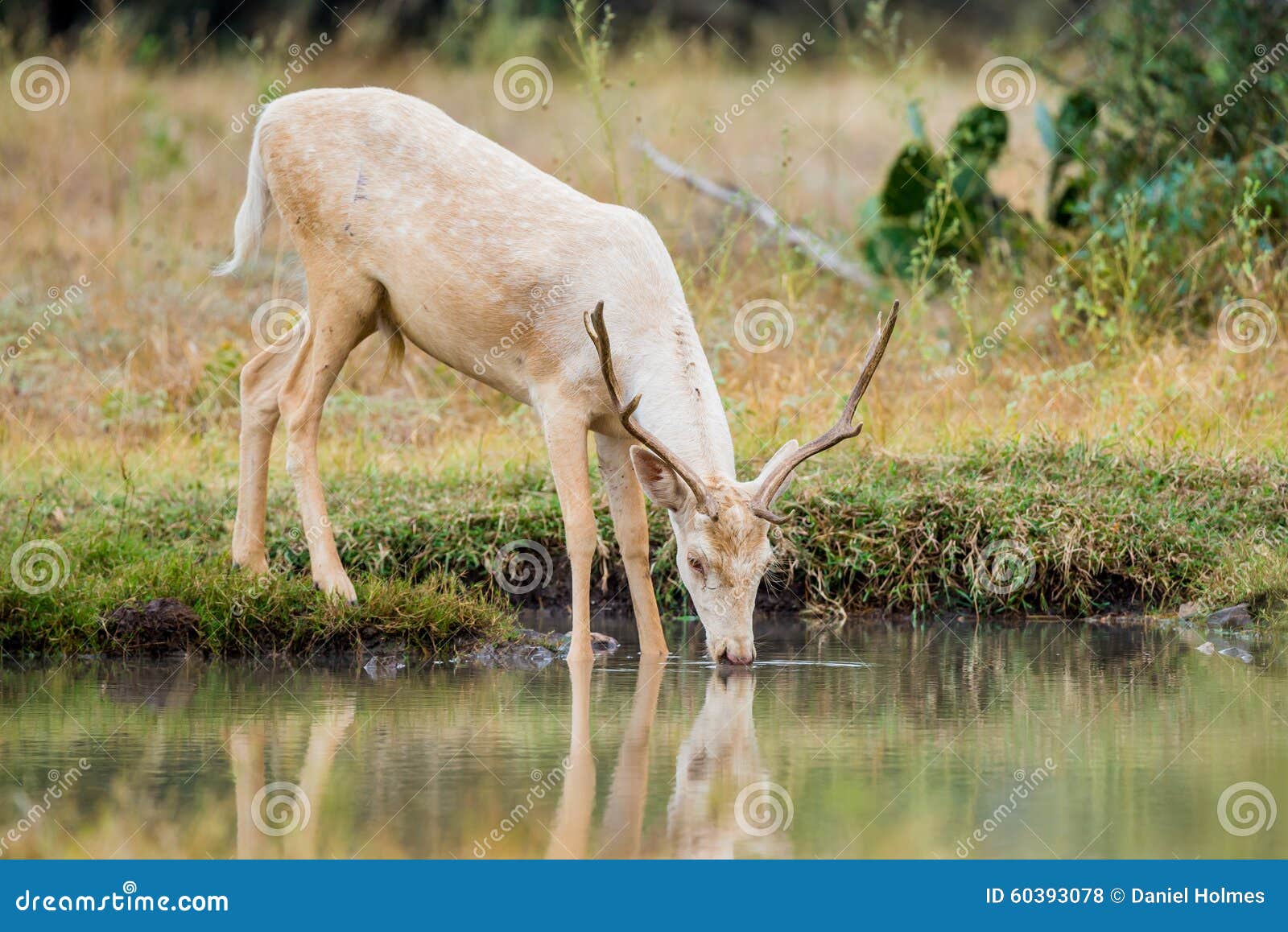 Wild Fallow Deer Buck stock photo. Image of beautiful - 60393078