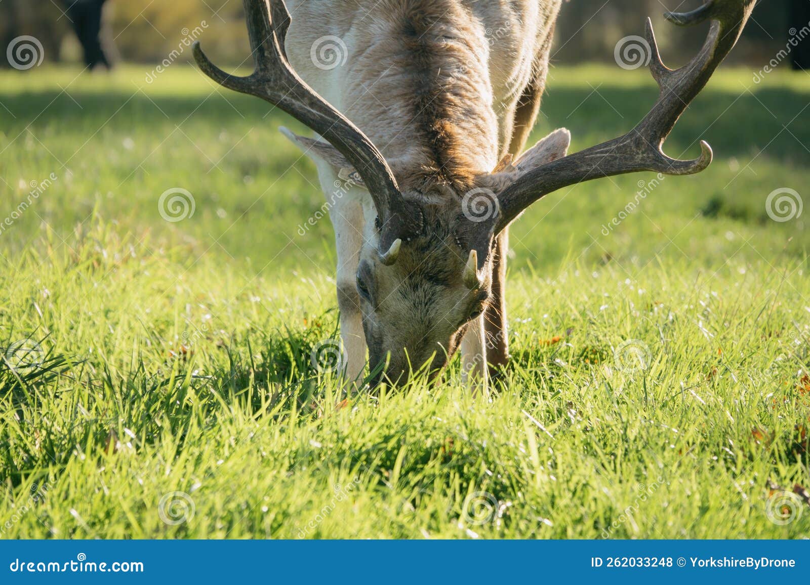 Wild Fallow Deer, Dama Dama, in Phoenix Park, Dublin. Stock Photo ...