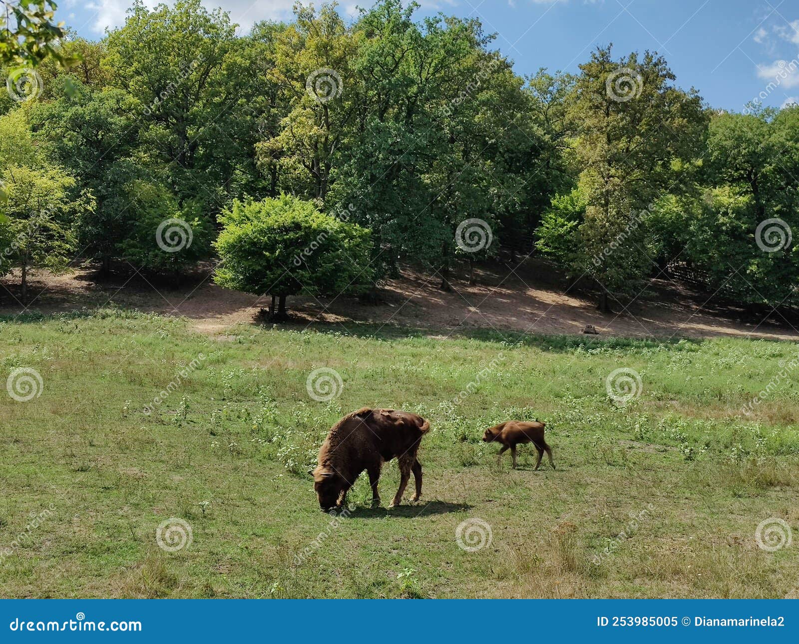 Wild Family at Zoo in Summer Time Stock Image - Image of woodland ...