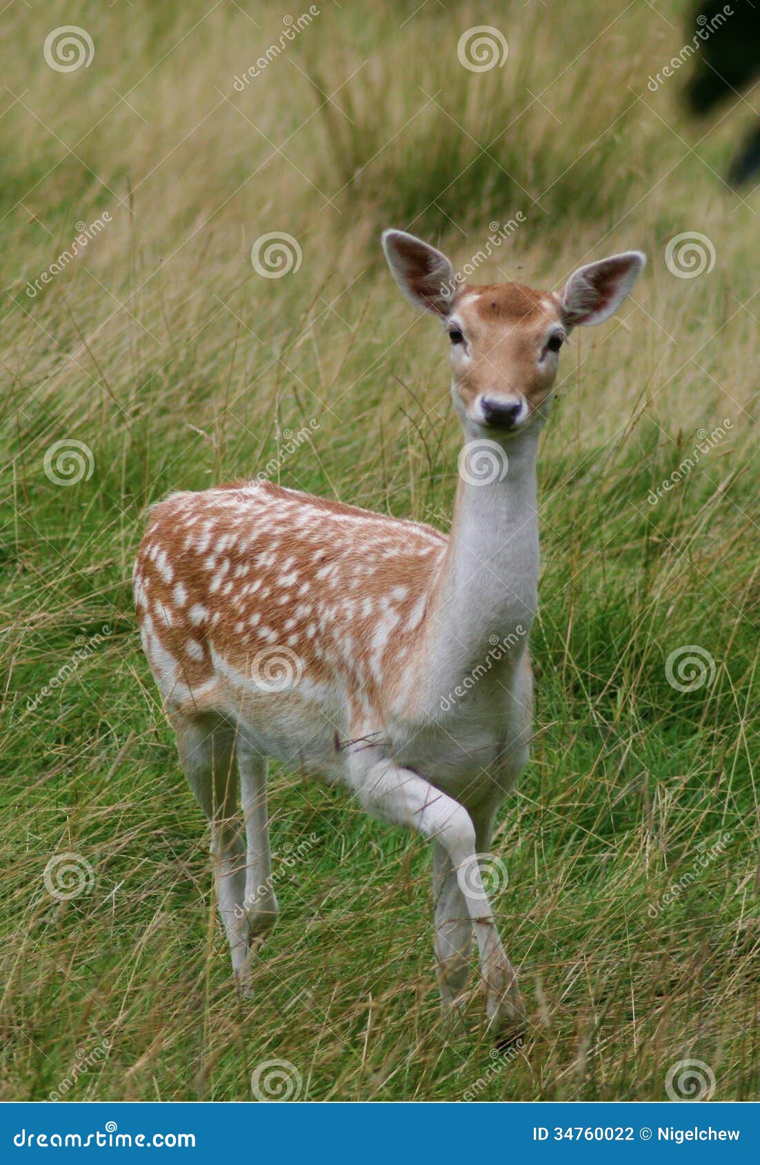 Wild fawn deer stock photo. Image of grass, wild, spotty - 34760022