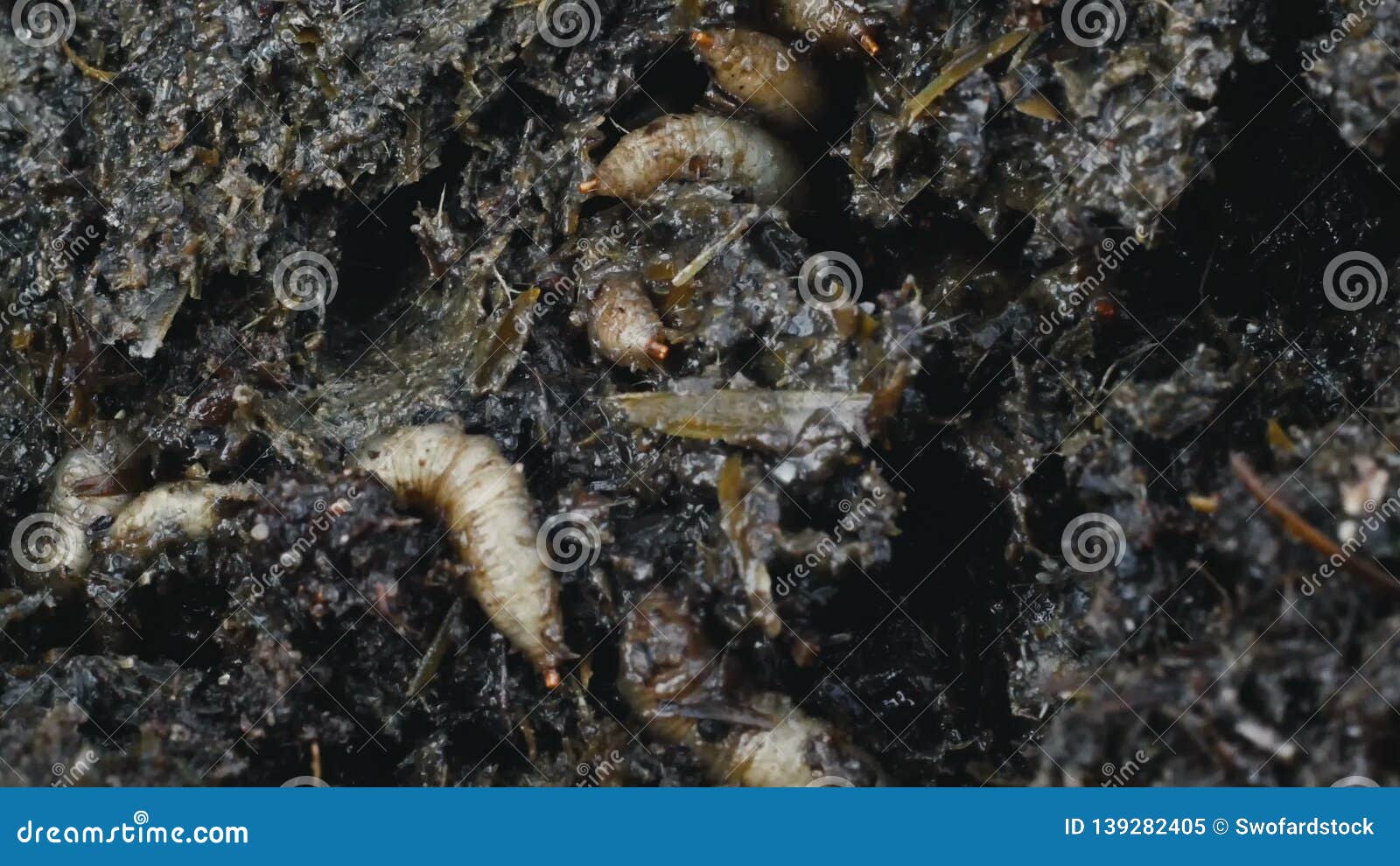 Close Up of Maggots in Manure or Fertilizer, Larvas Crawl in Feces or ...