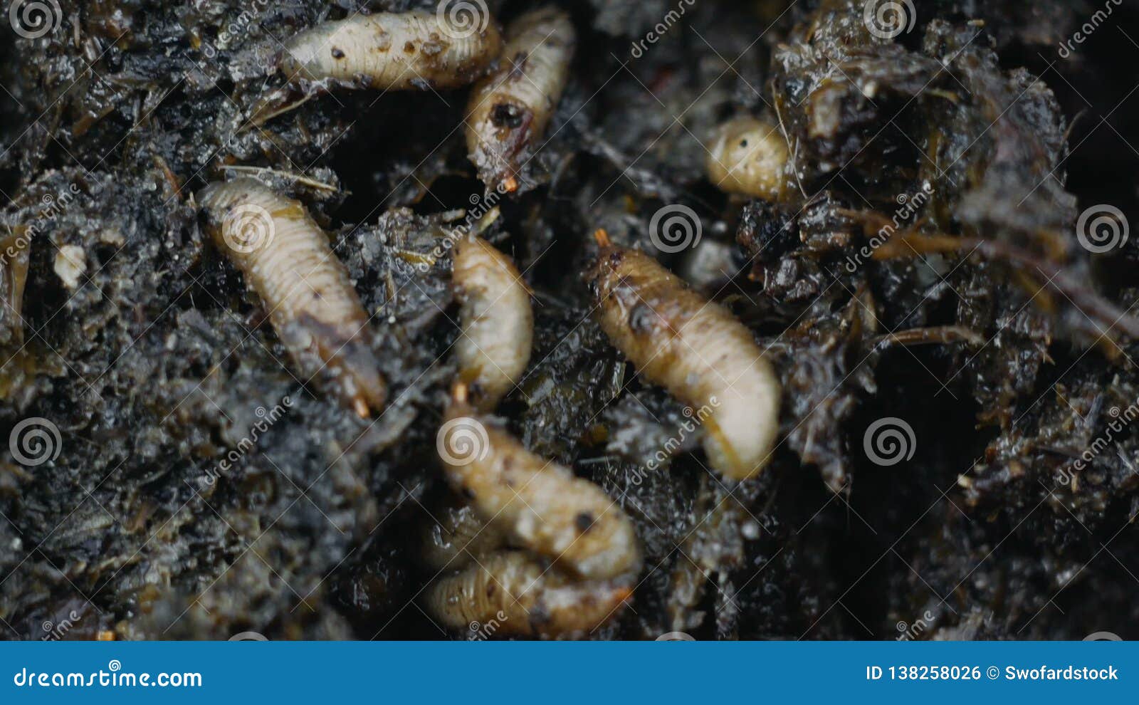 Macro of Maggots in Manure or Fertilizer, Larvas Crawl in Feces or ...