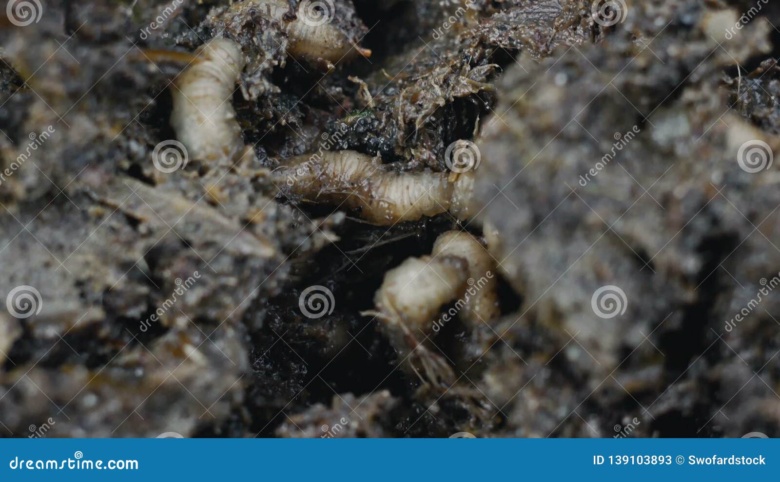 Macro of Maggots in Manure or Fertilizer, Larvas Crawl in Feces or ...