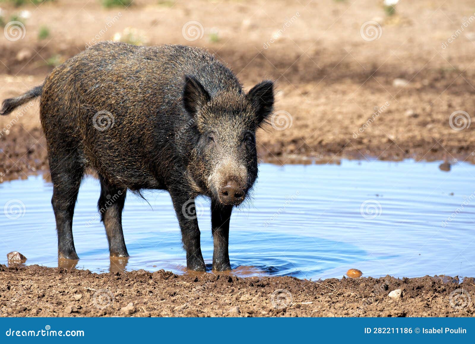 Wild Female Boar Having Bath into Water and Mud Stock Photo - Image of ...