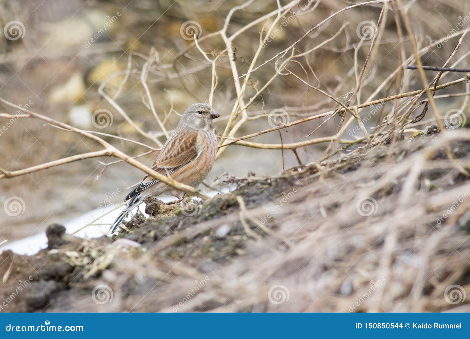Common linnet stock photo. Image of habitat, looking - 150850544