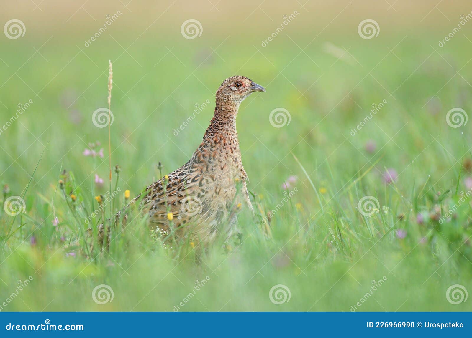 Wild Female Pheasant Standing in a Grass Stock Photo - Image of beak ...