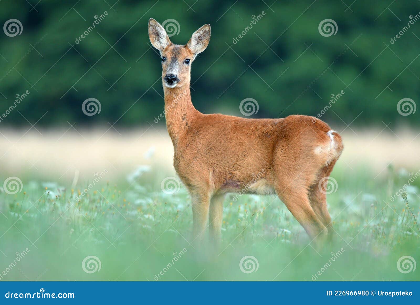 Wild Female Roe Deer Standing in a Grass Stock Photo - Image of mammal ...