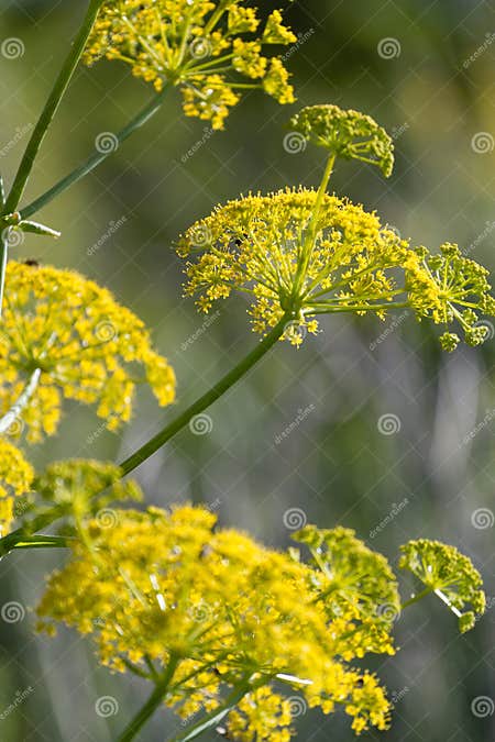 Wild fennel stock photo. Image of food, floral, dill - 24557496