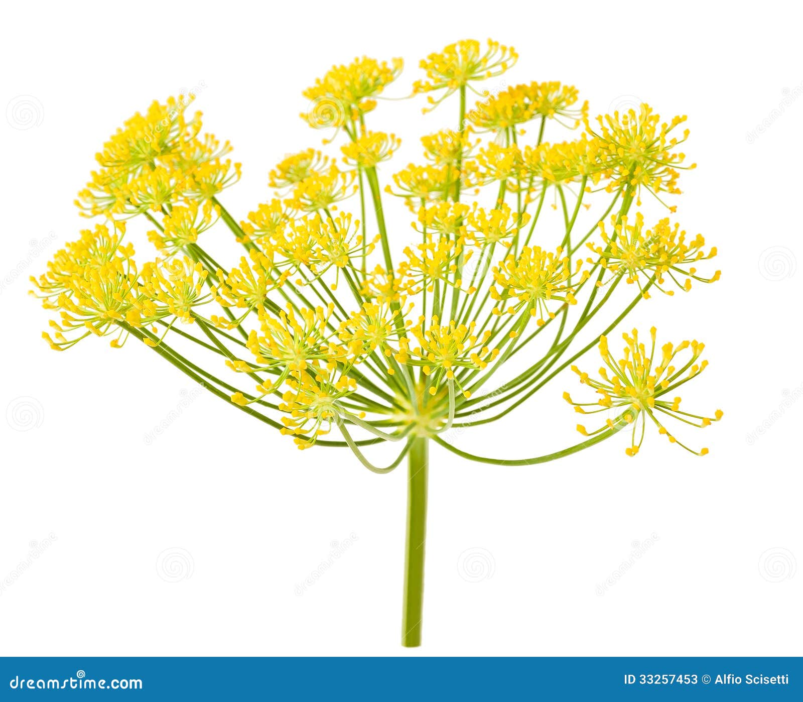 Wild fennel flowers stock image. Image of blossom, aromatic - 33257453