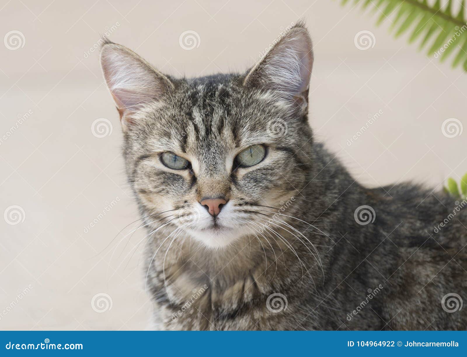 Wild feral cat stock photo. Image of feline, feral, wild - 104964922