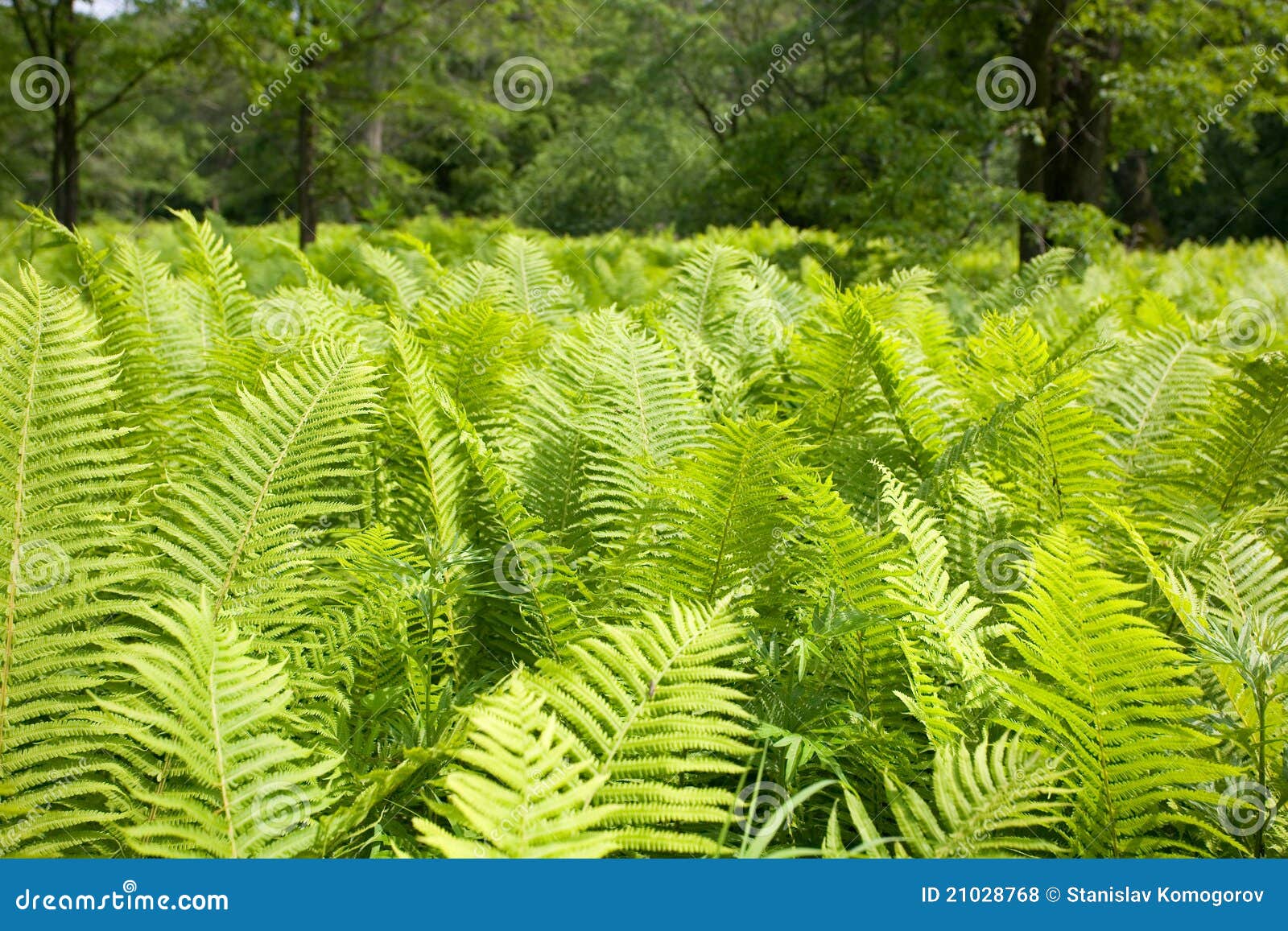 Wild fern stock photo. Image of green, template, flower - 21028768