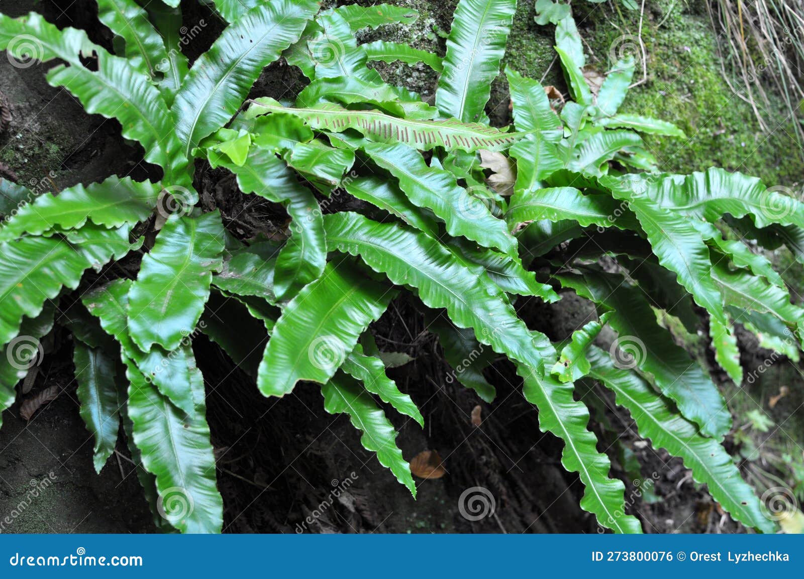 In the Wild, Fern Asplenium Scolopendrium Grows Stock Photo - Image of ...