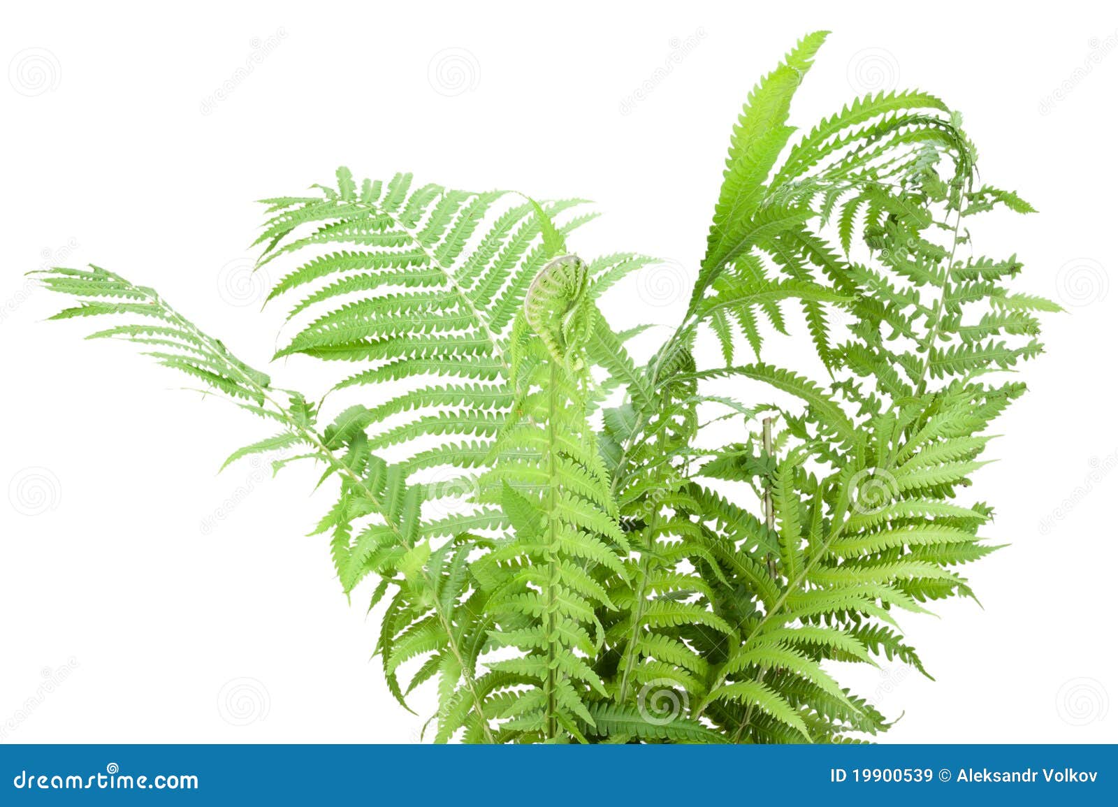 Wild fern bush isolated stock image. Image of botanic - 19900539