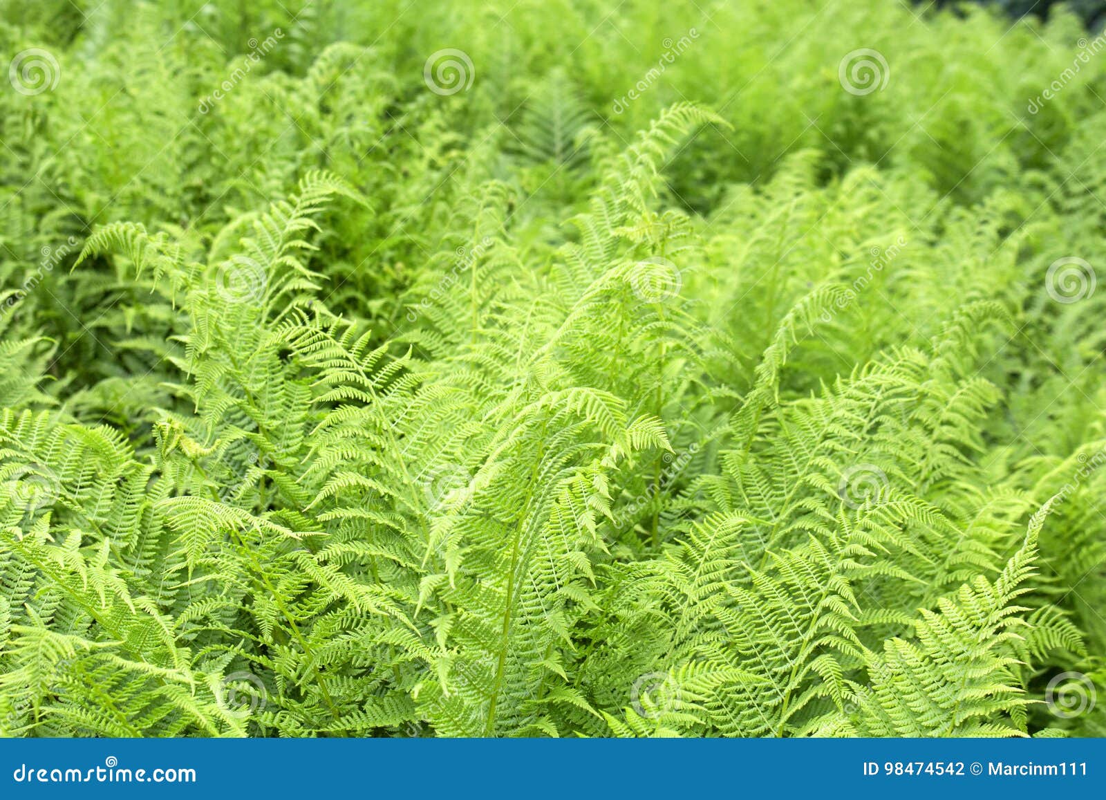 Wild fern stock photo. Image of fresh, color, fern, botanic - 98474542