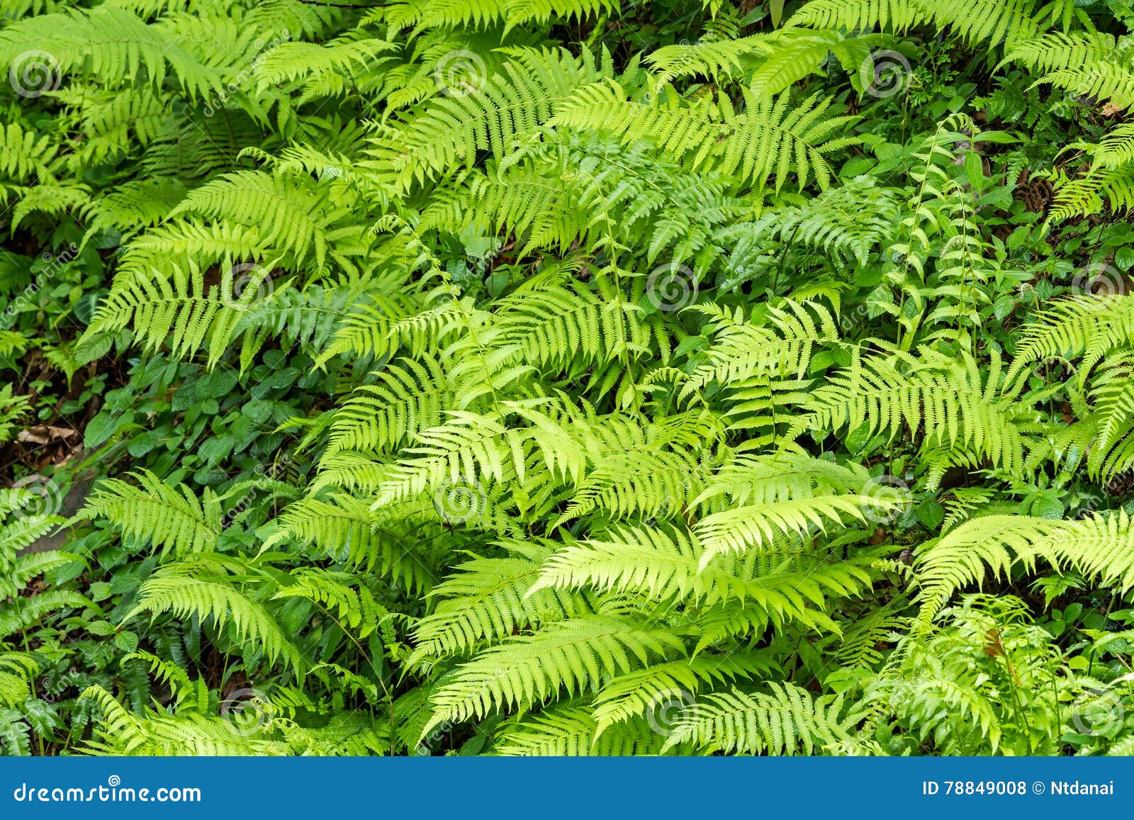 Wild fern in forest stock photo. Image of botany, fresh - 78849008