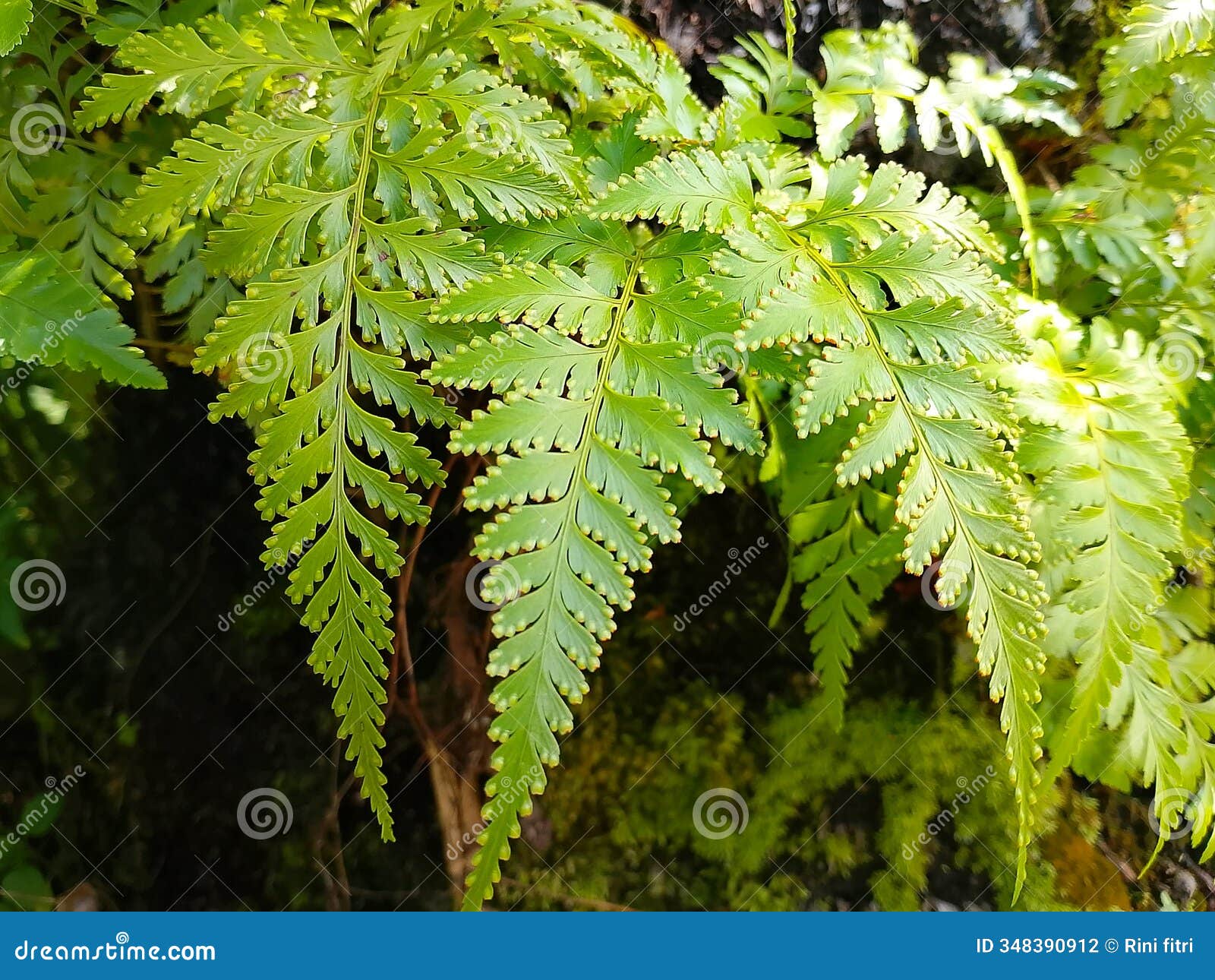 Wild Fern Leaf Type Plants that Grow in the Forest Stock Photo - Image ...