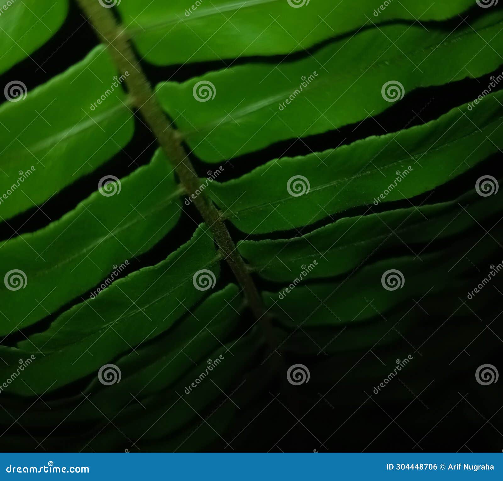 Wild Fern Photographed at Night with Low Lighting Stock Photo - Image ...
