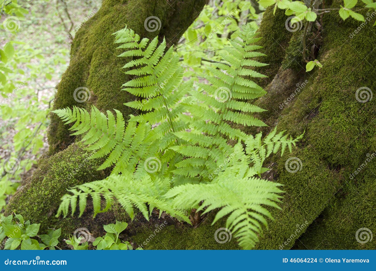 Wild fern stock photo. Image of uncultivated, tree, trees - 46064224
