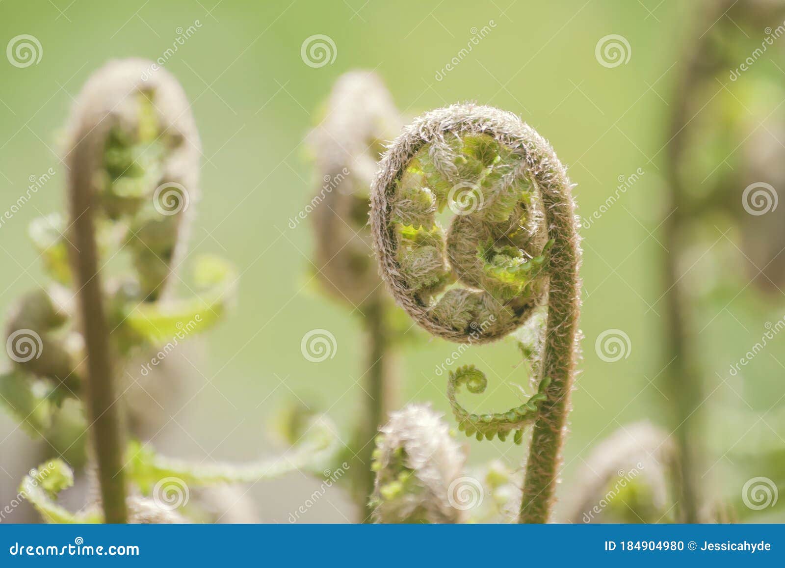 Wild Fern Unfolding in Spring Stock Photo - Image of fern, botanical ...
