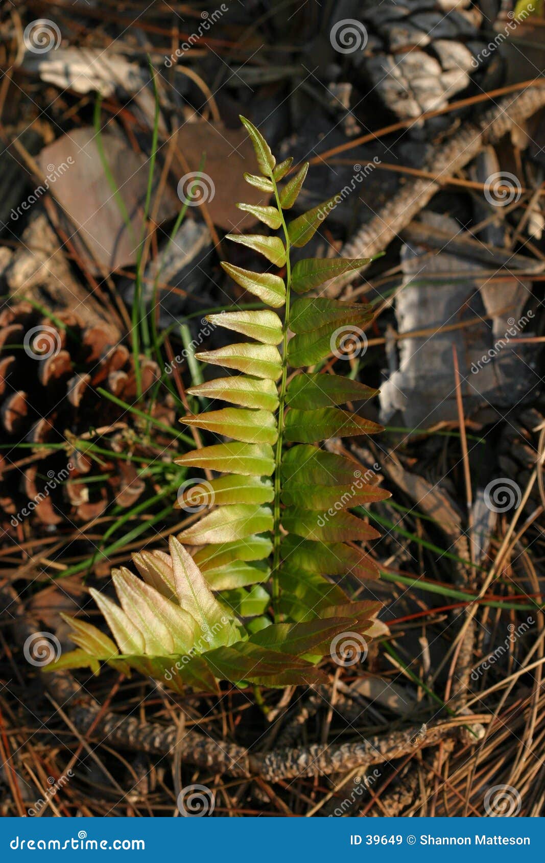 Wild Ferns stock image. Image of green, wild, fern, twigs - 39649