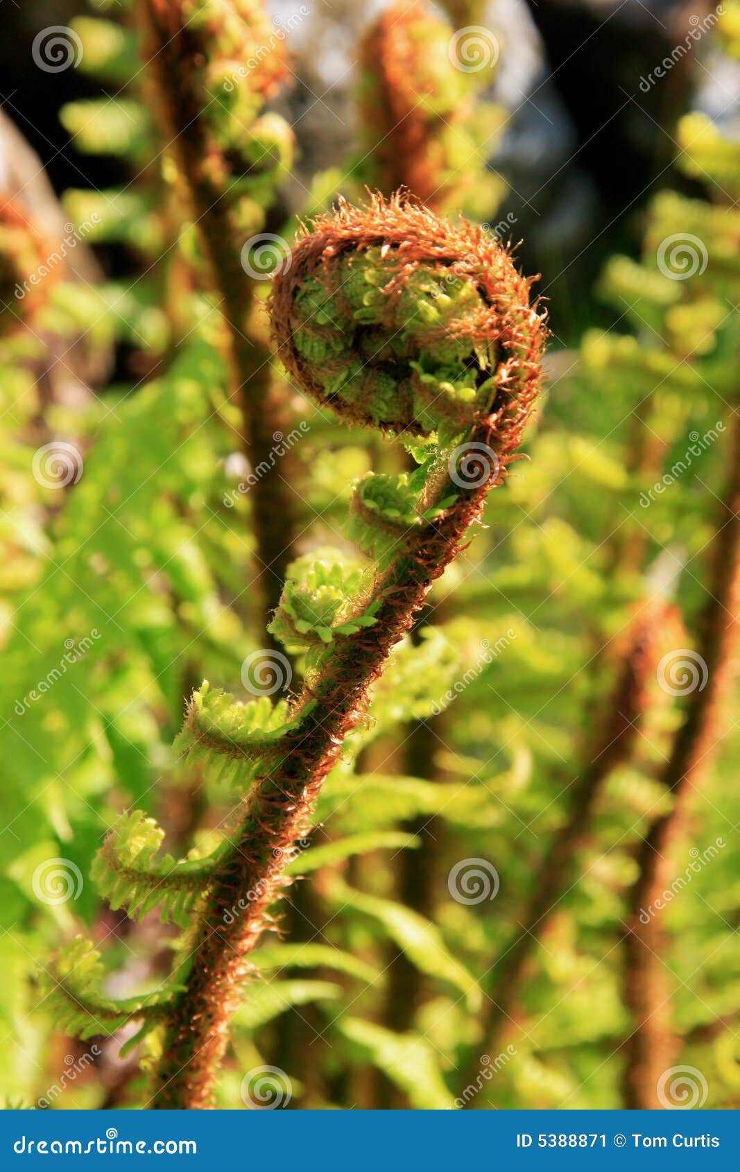 Wild Ferns stock image. Image of mass, plants, curled - 5388871