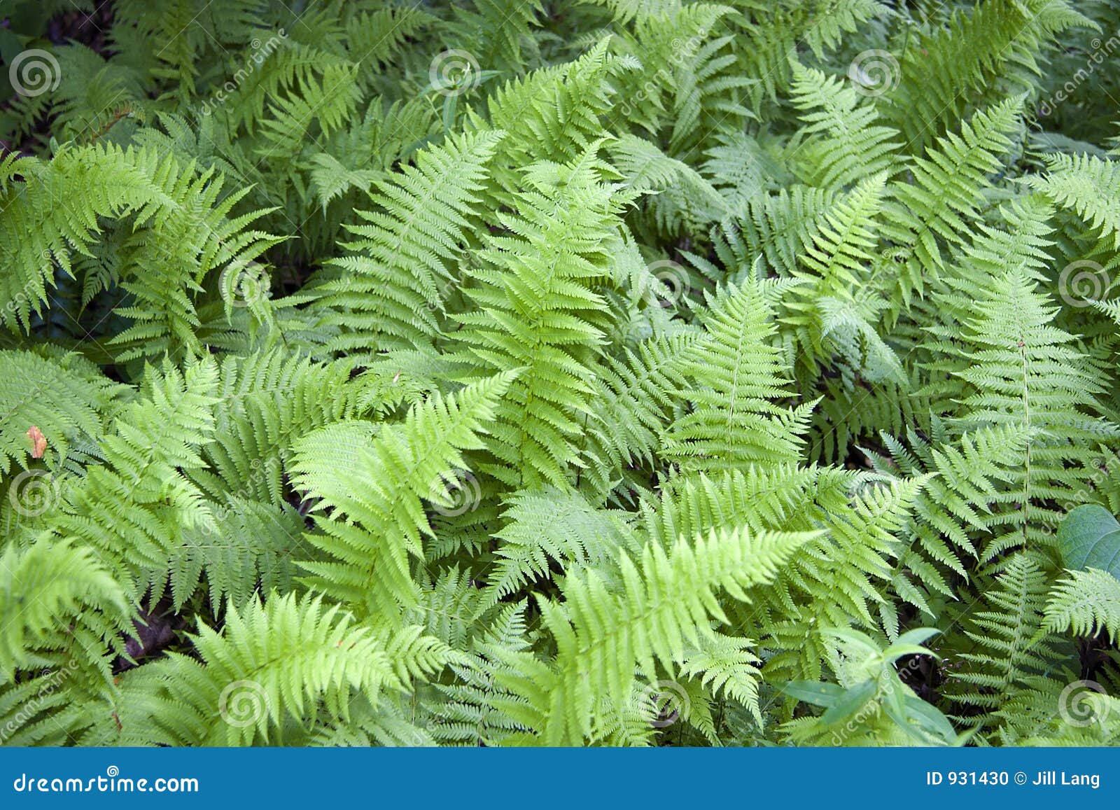 Wild Ferns Stock Photo - Image: 931430