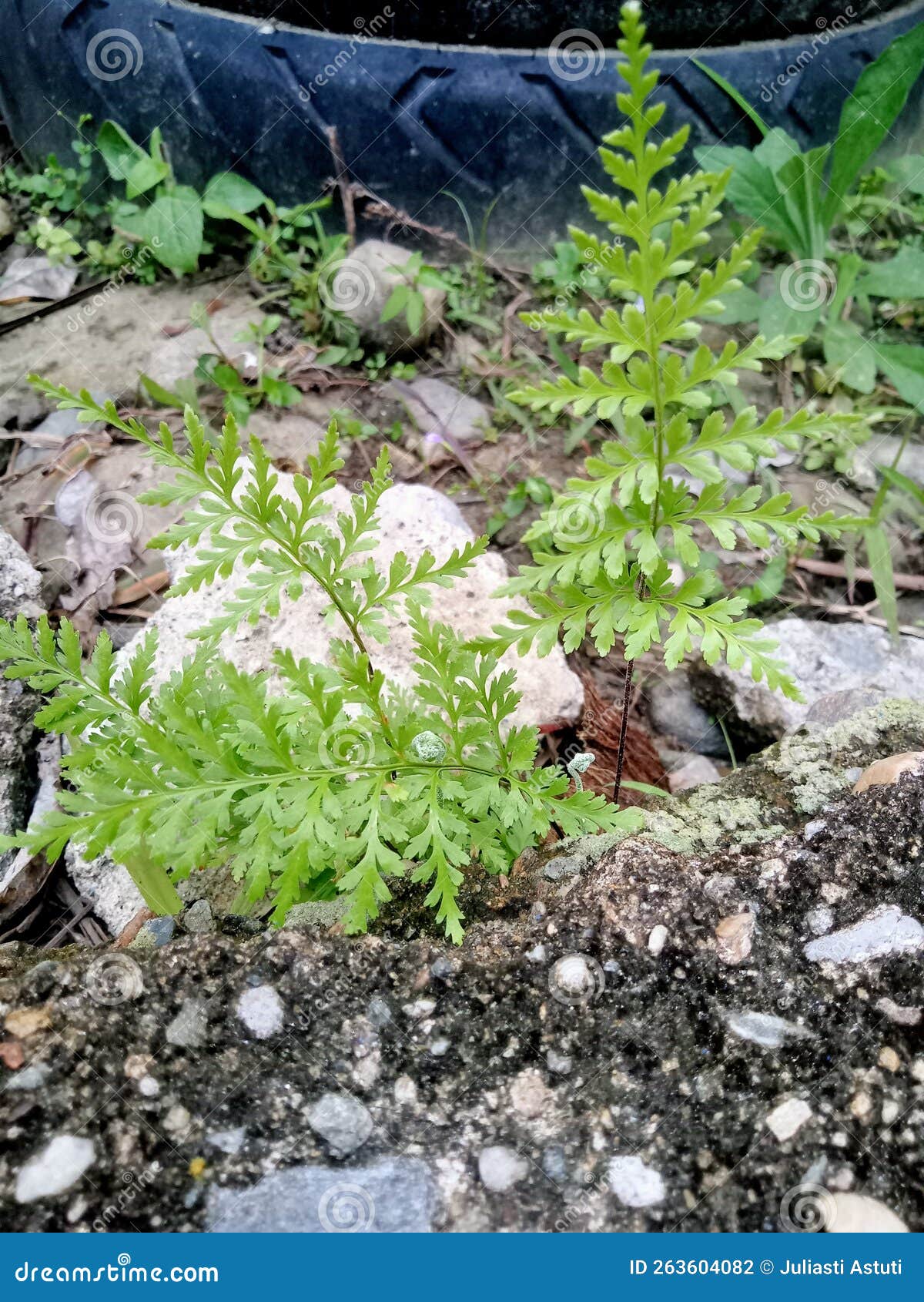 Wild Ferns Growing on the Sidelines of the Rocks Stock Photo - Image of ...