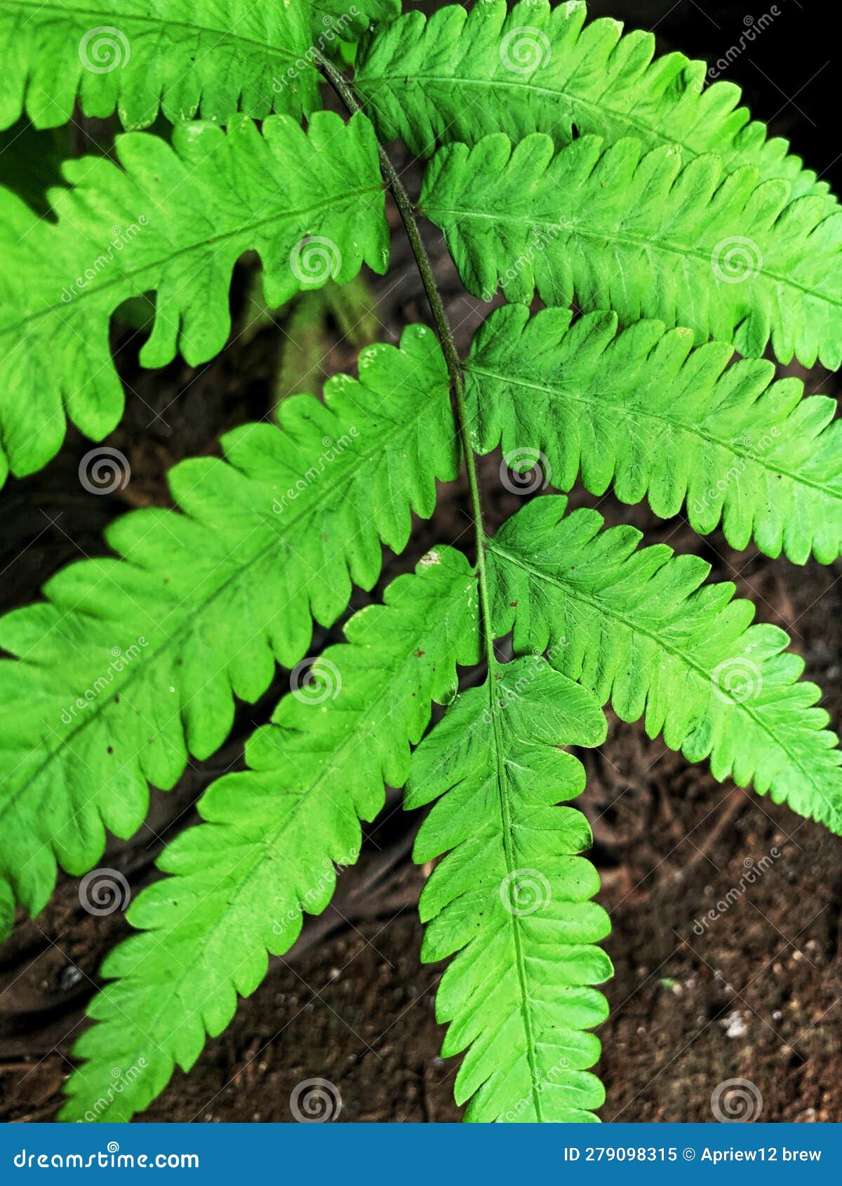 Wild ferns stock image. Image of uninhabited, awesome - 279098315