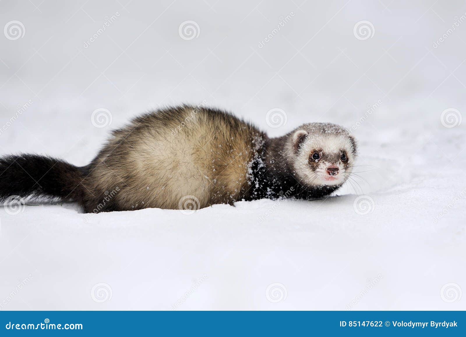Wild ferret in snow stock photo. Image of attitude, curious - 85147622