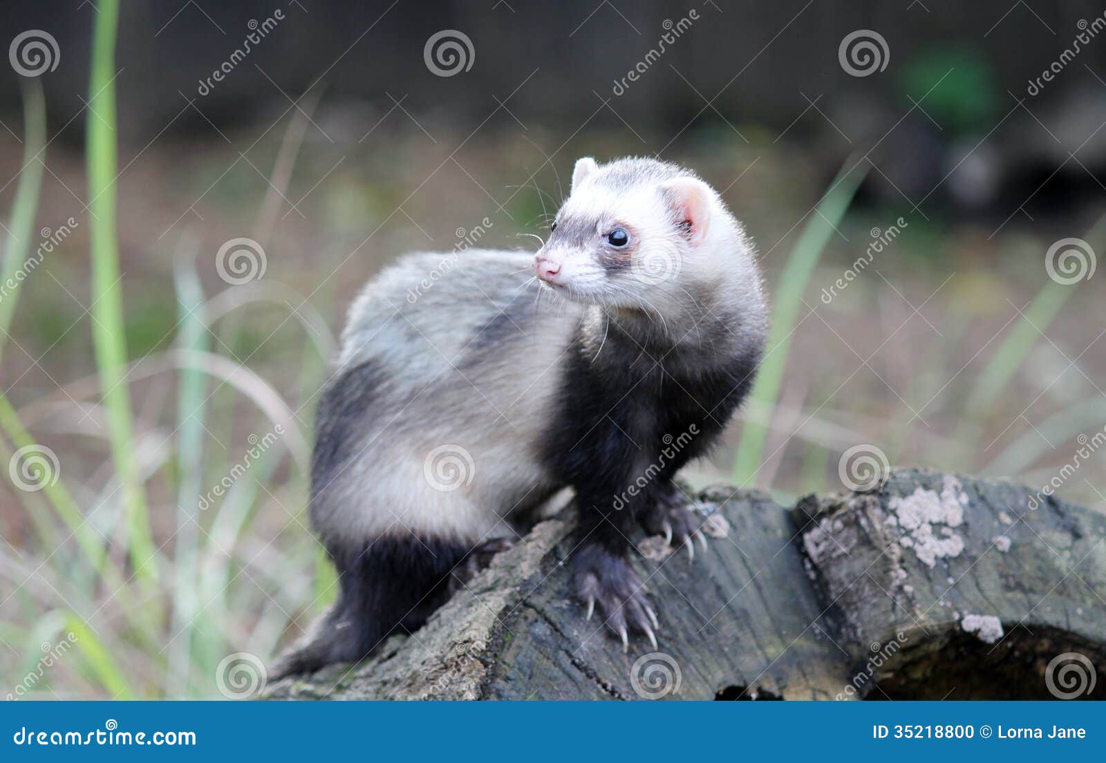 Ferret on tree stump stock photo. Image of portrait, mustela - 35218800