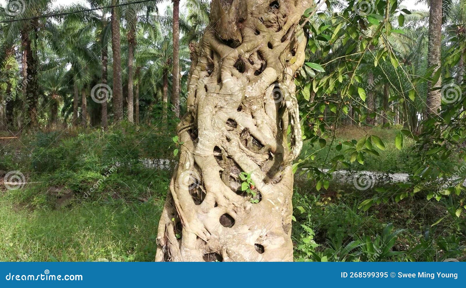 Wild Ficus Microcarpa Root Crawling Around the Palm Trunk. Stock Video ...