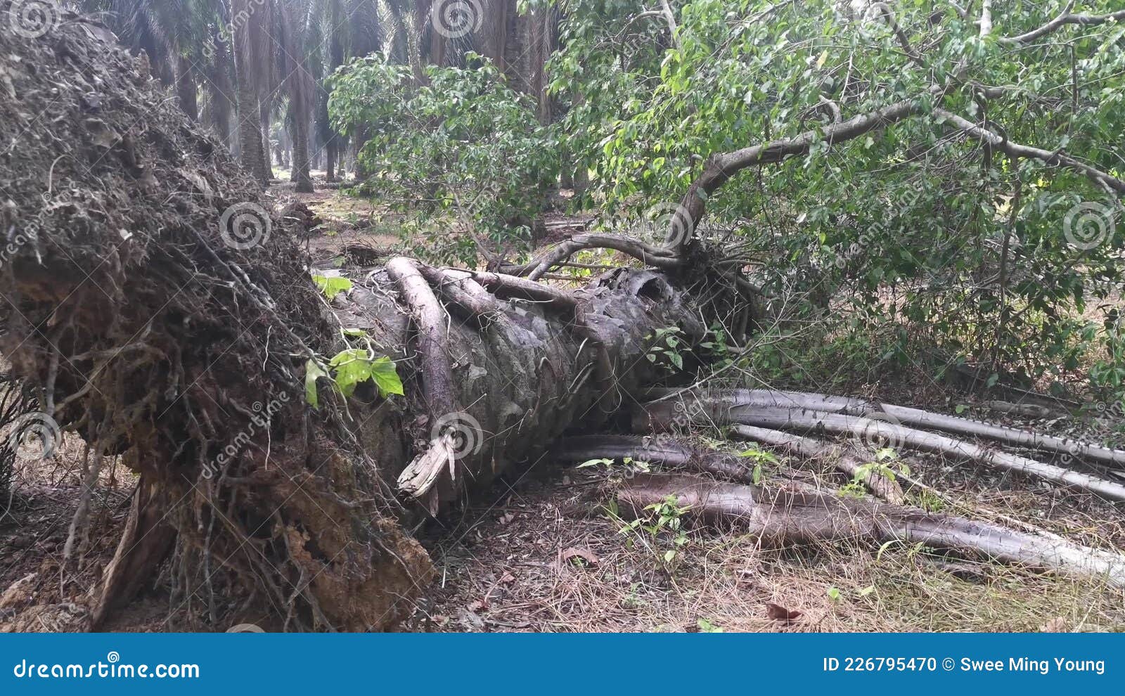 Wild Ficus Microcarpa Sprouting Out from the Uprooted Palm Tree. Stock ...