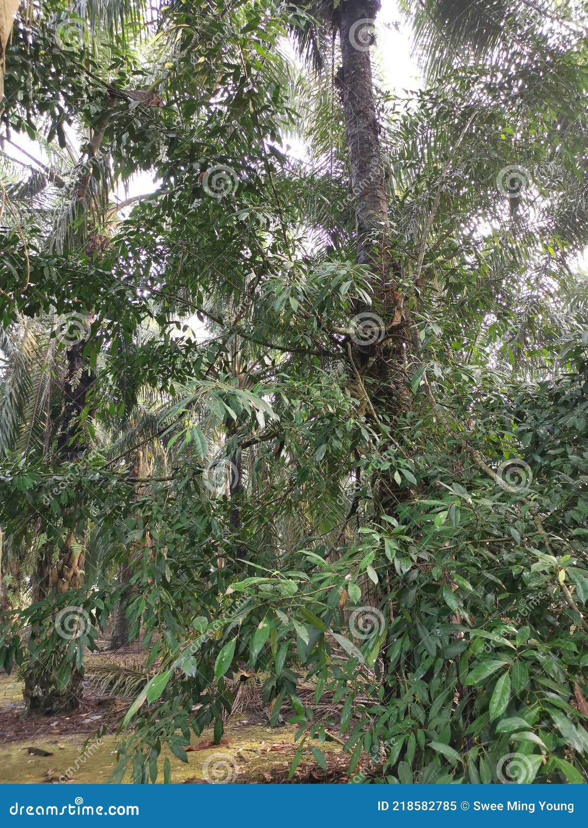 Wild Ficus Microcarpa Tree Sprouting Out from the Palm Tree Trunk ...
