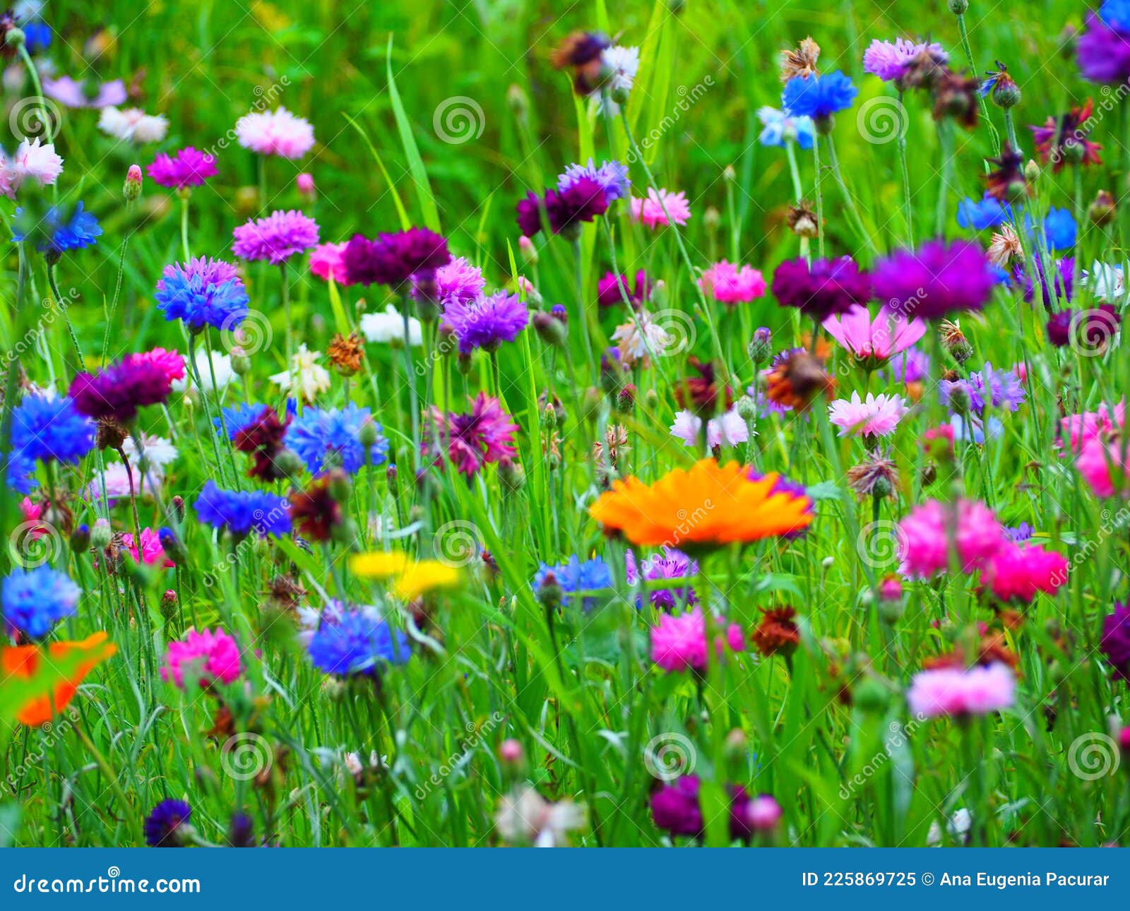 Wild Field with Colourful Corn Flowers Stock Image - Image of corn ...