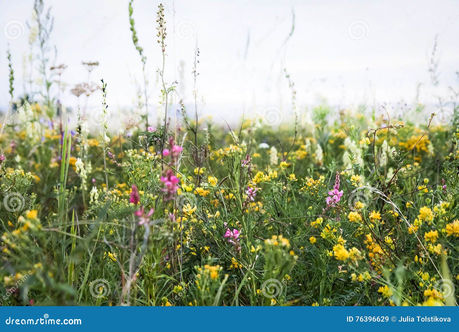 Wild Field Flowers in the Steppe of Siberia. Stock Image - Image of ...