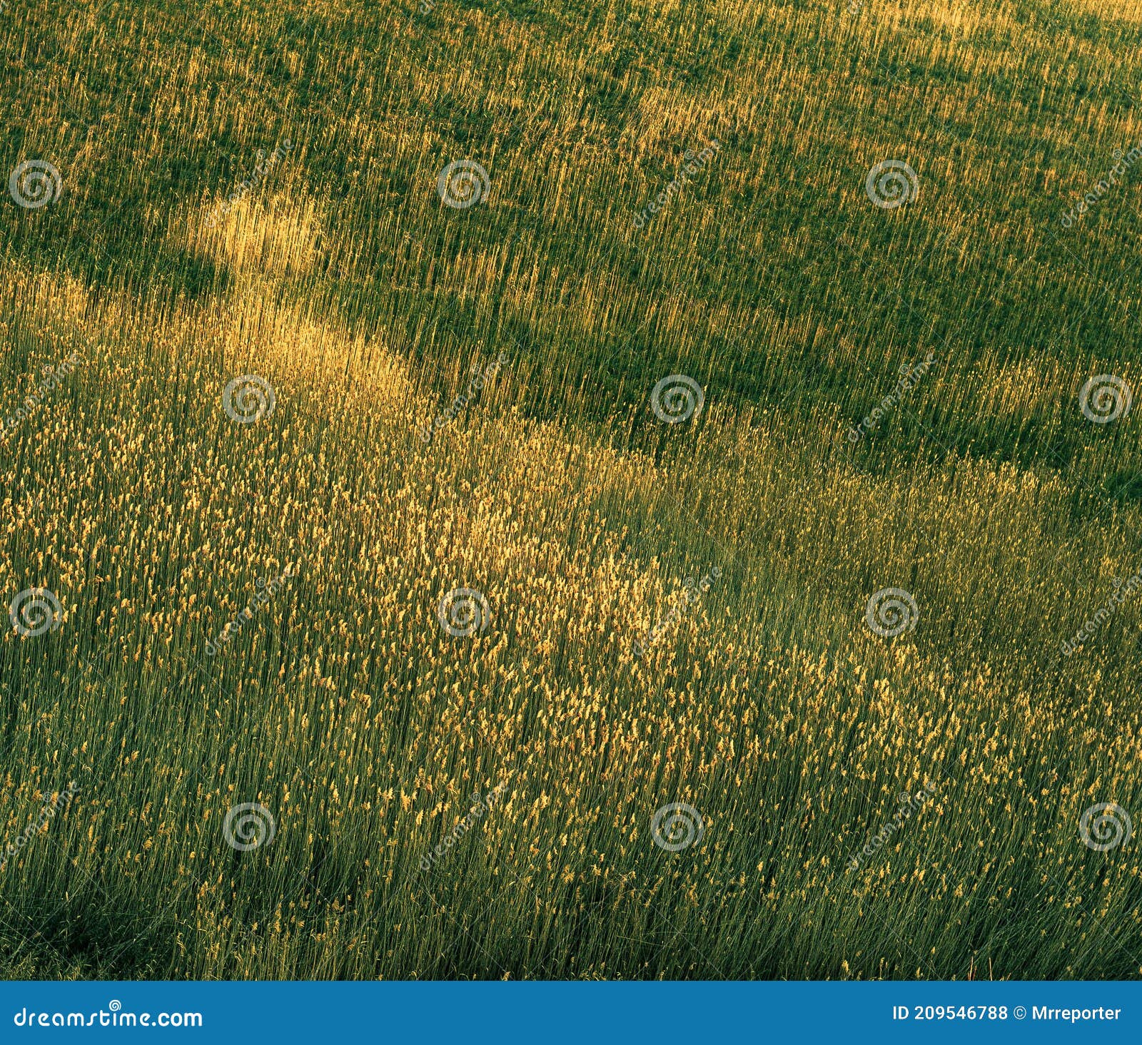 Wild field grass stock photo. Image of natural, rural - 209546788