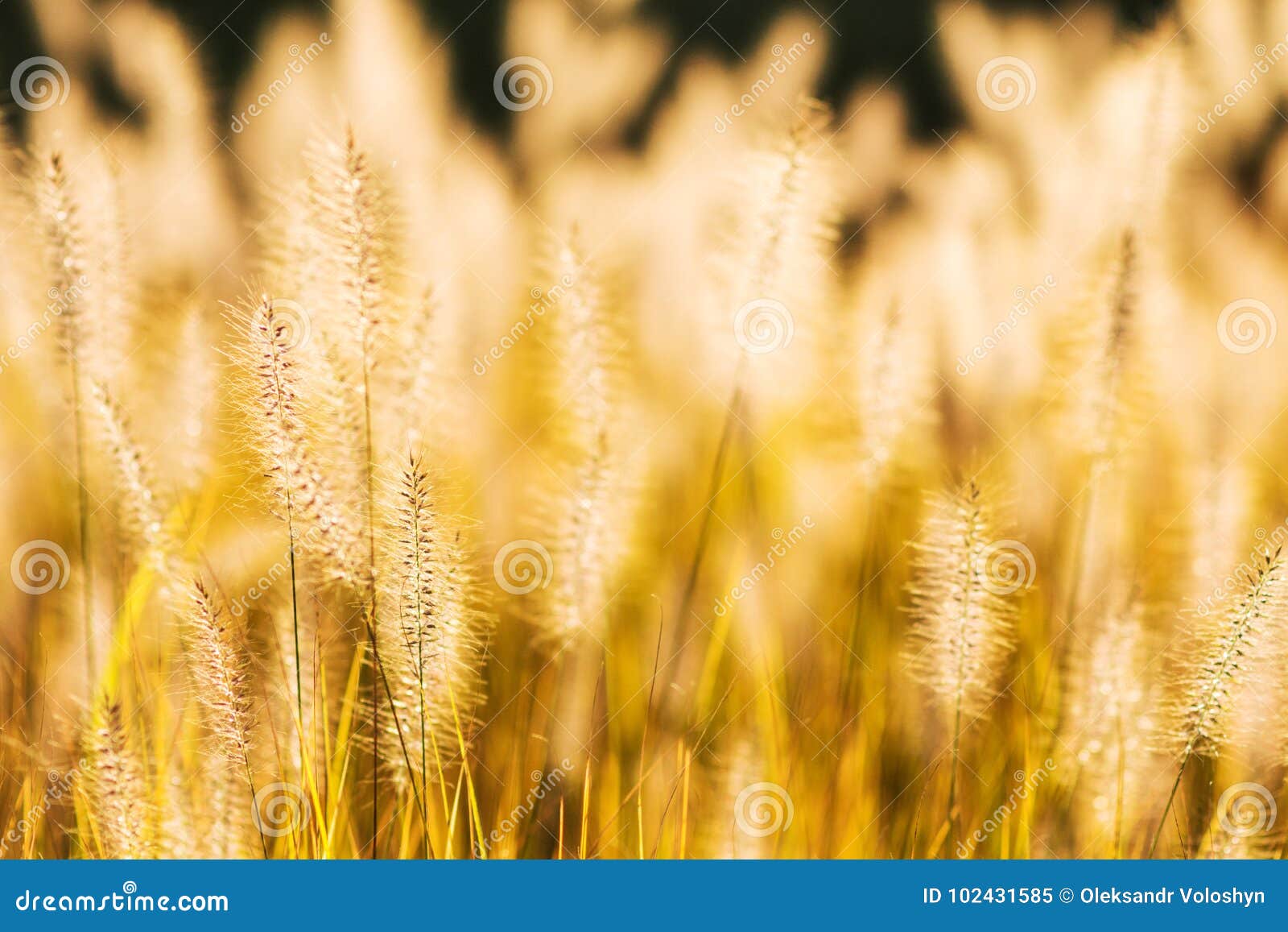 159,289 Soft Sun Stock Photos - Free & Royalty-Free Stock Photos from ...