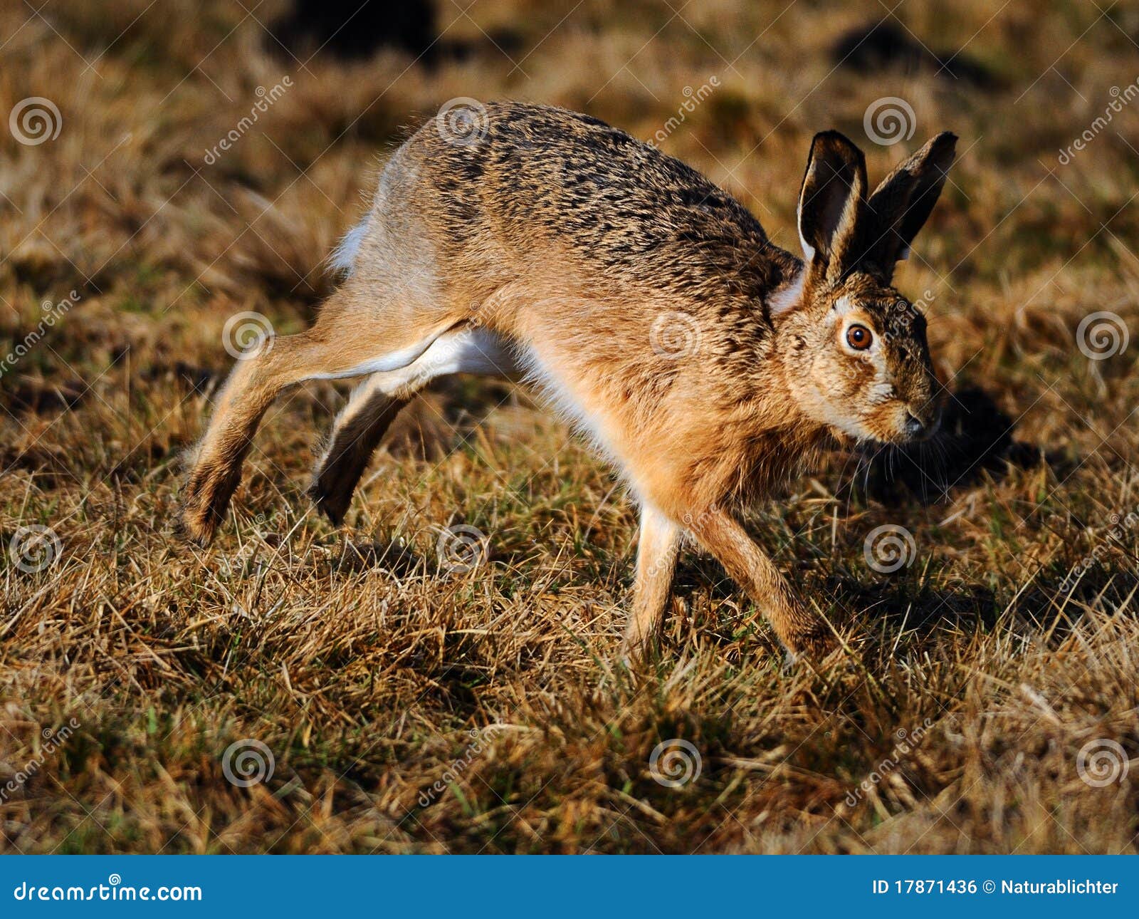 Wild field hare stock photo. Image of action, animal - 17871436